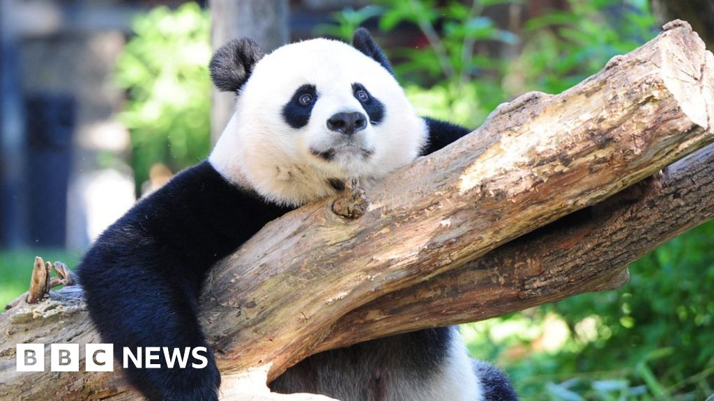 Giant pandas rebound off endangered list - BBC News