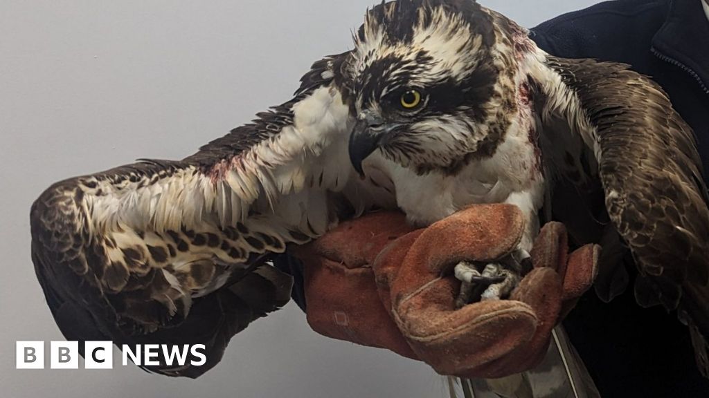 Osprey put down after being shot with airgun in Washington - BBC News
