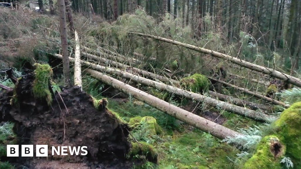 Storm Arwen: Kielder Forest loses thousands of trees