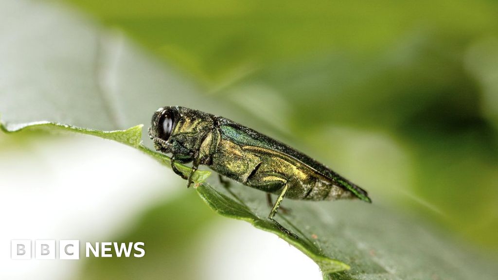 US releases parasitic wasps to fight tree-killing beetle - BBC News
