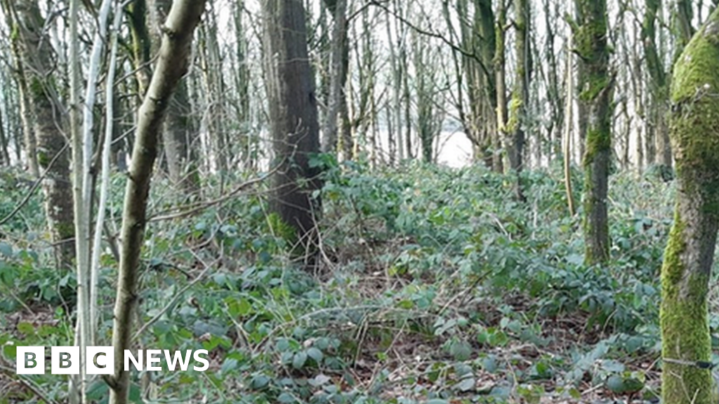 RSPCA probes discovery of dead dog tied to tree - BBC News