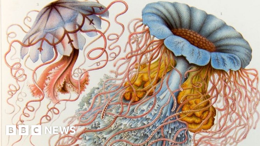 Biologist Ernst Haeckel's images shown at The Deep - BBC News