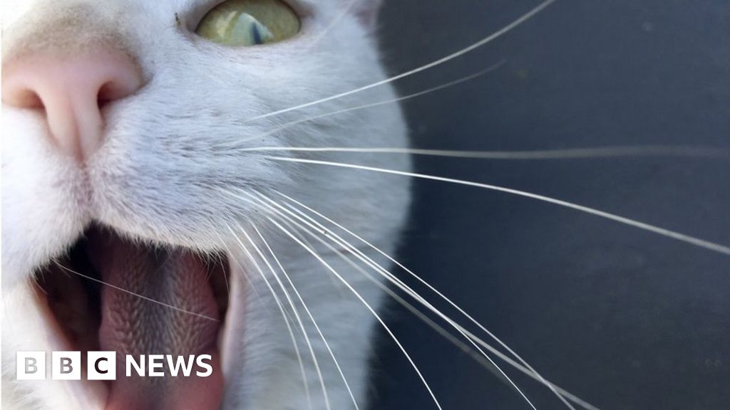 Yawning cat photo wins Branscombe boy national award