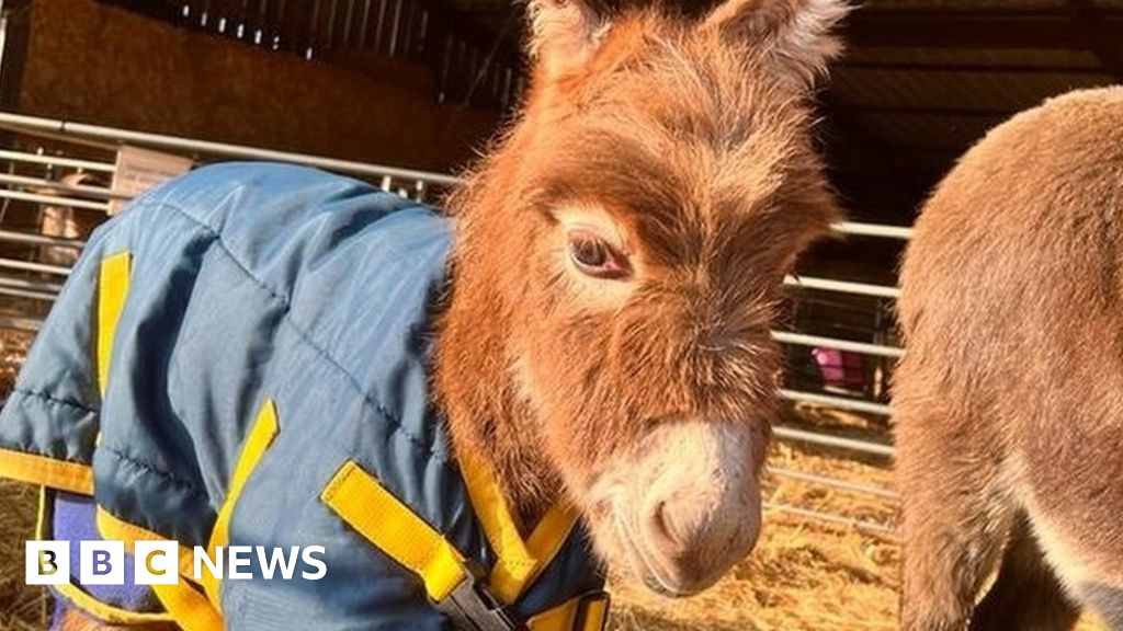 Story of baby donkey stolen from Hook farm turned into a book - BBC News