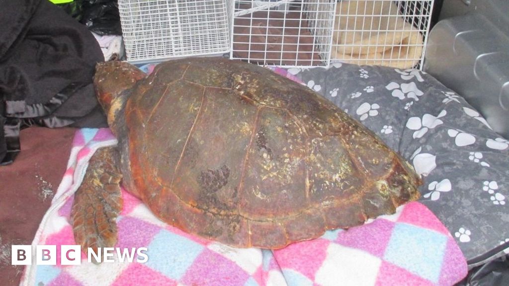 'Emaciated' loggerhead turtle washes up in Guernsey - BBC News