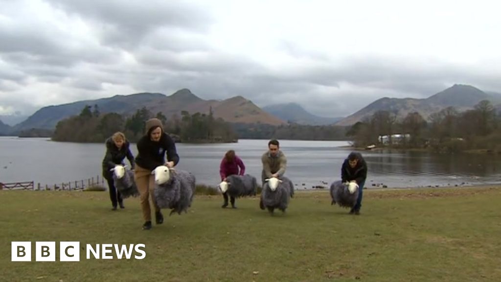 'Puppet sheep' star in stage play about Herdwick shepherd's life - BBC News