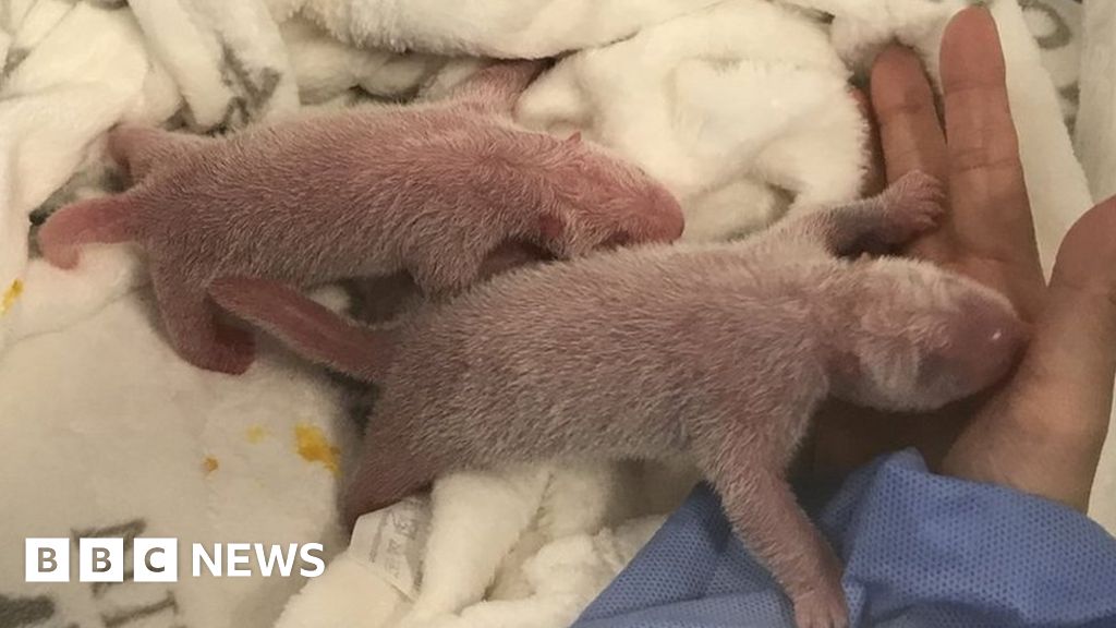 panda babies bbc