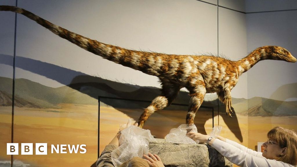 Wales' first meat-eating dinosaur goes on display in Cardiff - BBC News
