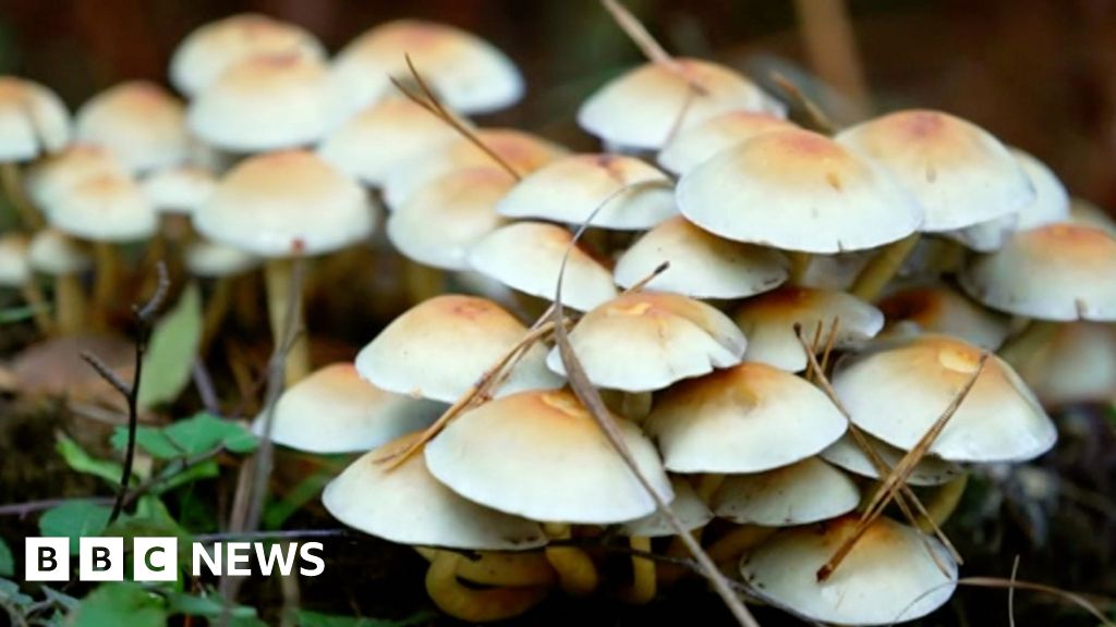Climate change: Fungi's importance to New Forest ecosystem