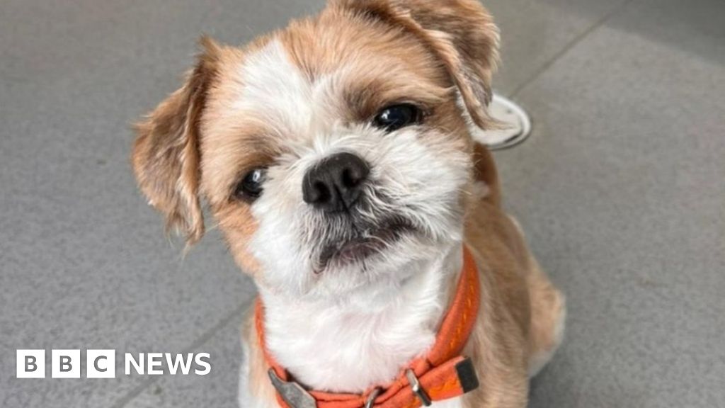 Half a kilo of matted fur removed from neglected Derby dog - BBC News