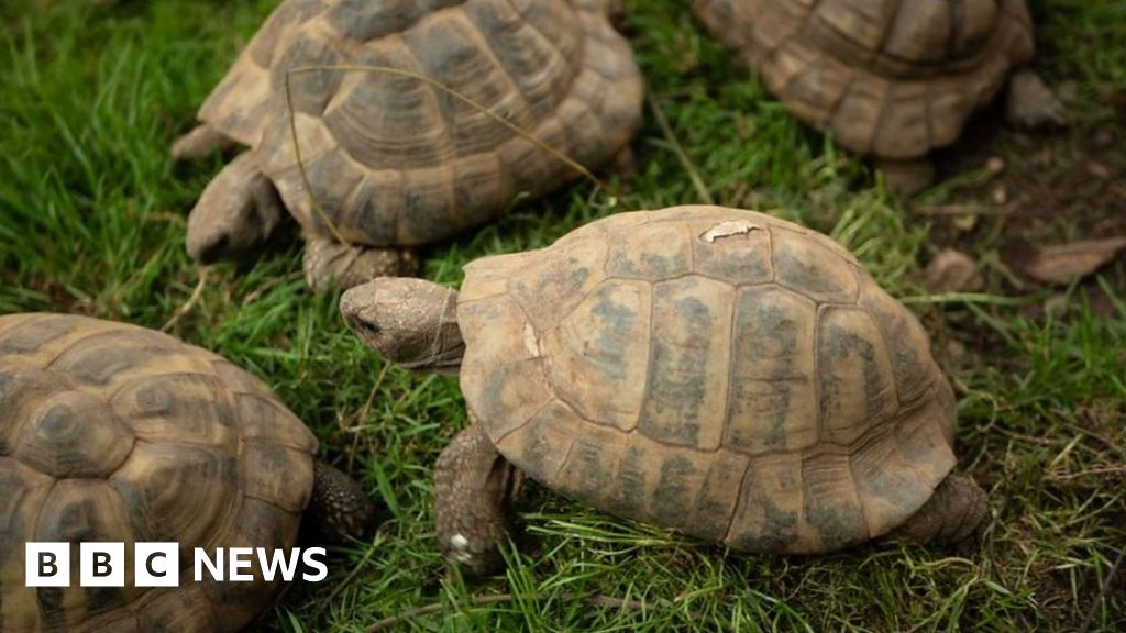 Covid: Fears lockdown will hinder tortoise's hibernation - BBC News