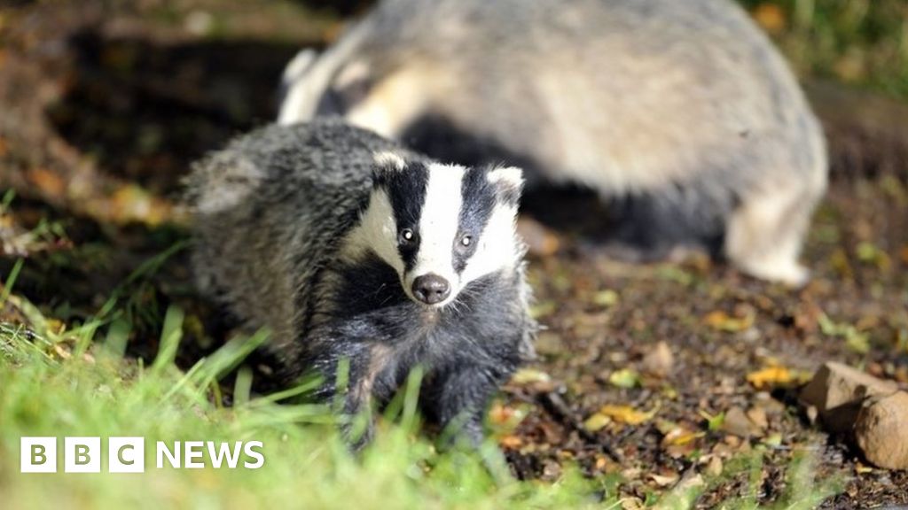 More than 100 badgers vaccinated by Dorset wildlife volunteers - BBC News