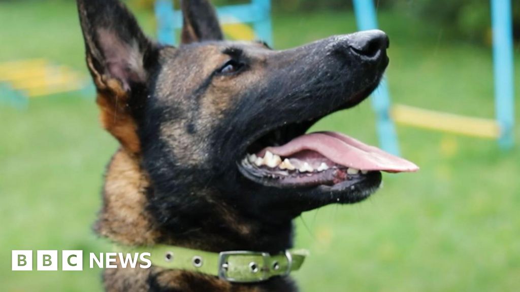 Birmingham Dogs Home releases Christmas single - BBC News