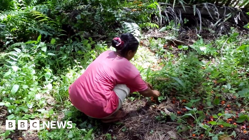 Amnesty links palm oil used in household goods to child labour in ...