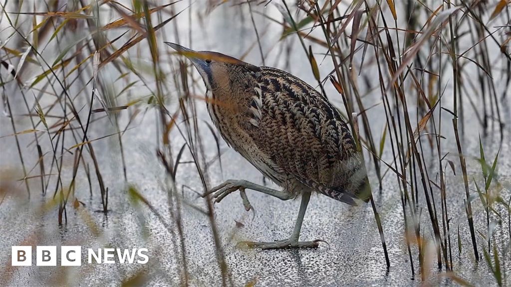 BBC Winterwatch uses RSPB Minsmere volunteer's bittern film