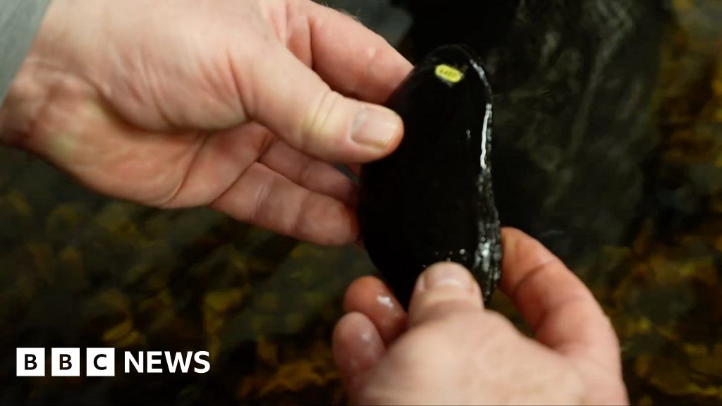 River pollution: Pearl mussels sign of healthy river - expert - BBC News