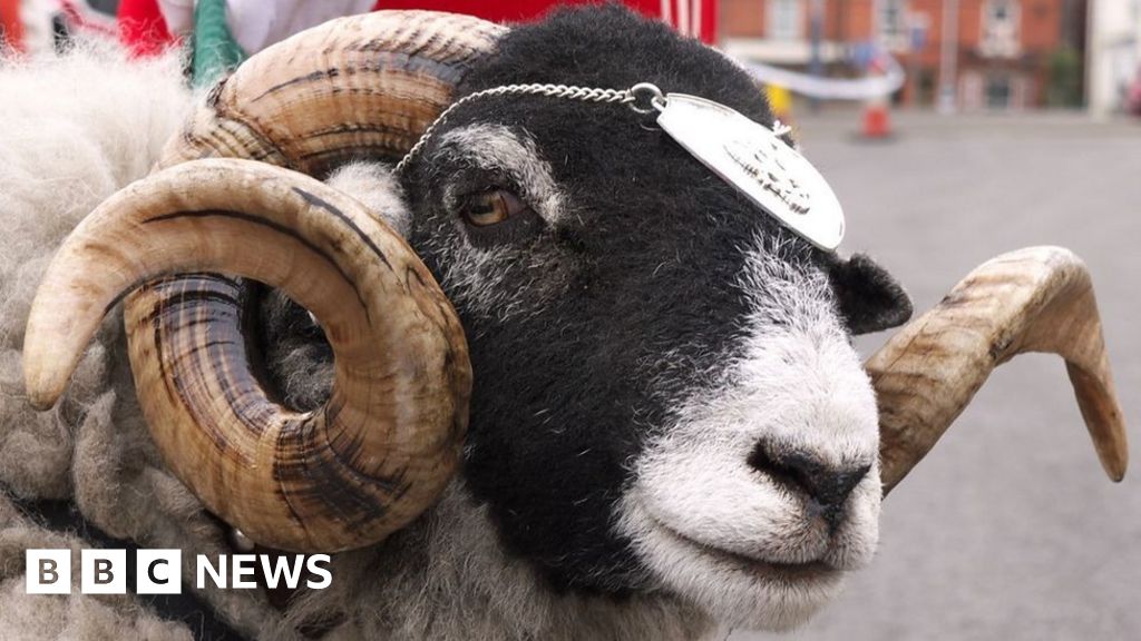 Lance Corporal Derby XXX: Facebook grieves for sheep 'soldier' - BBC News