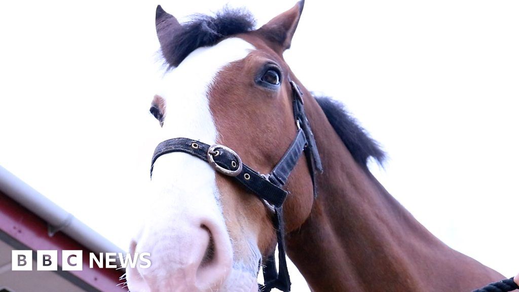 Retired police horse helps trainee vets in Bristol - BBC News