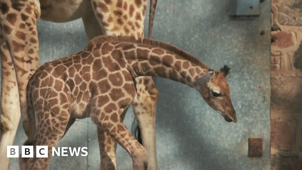 Rare baby giraffe takes first steps outside at Chester Zoo - BBC News
