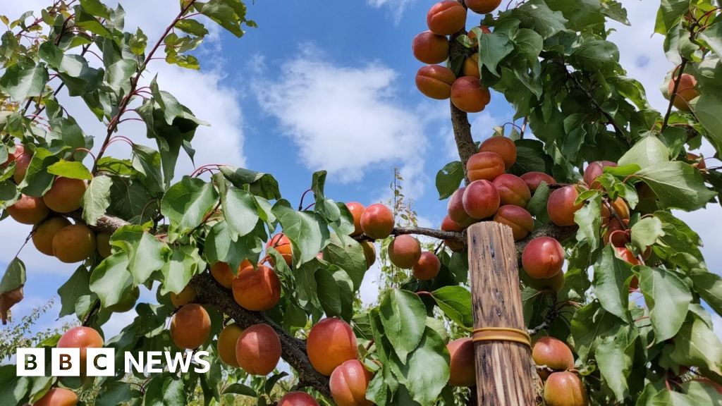 British apricot growers say they expect to harvest record amounts - BBC ...
