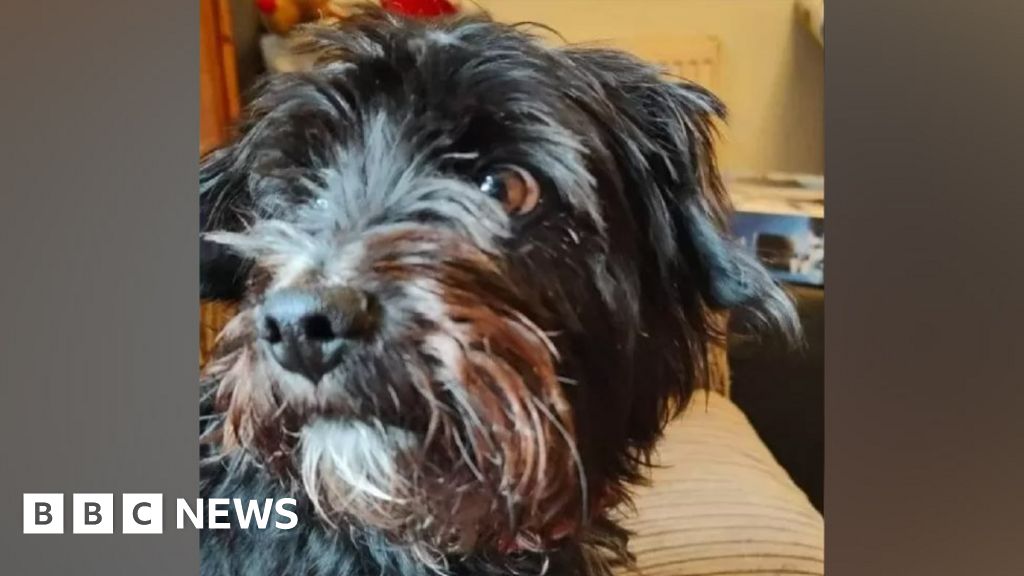 'Lovely experience' as pharmacist reunites dog with owner - BBC News