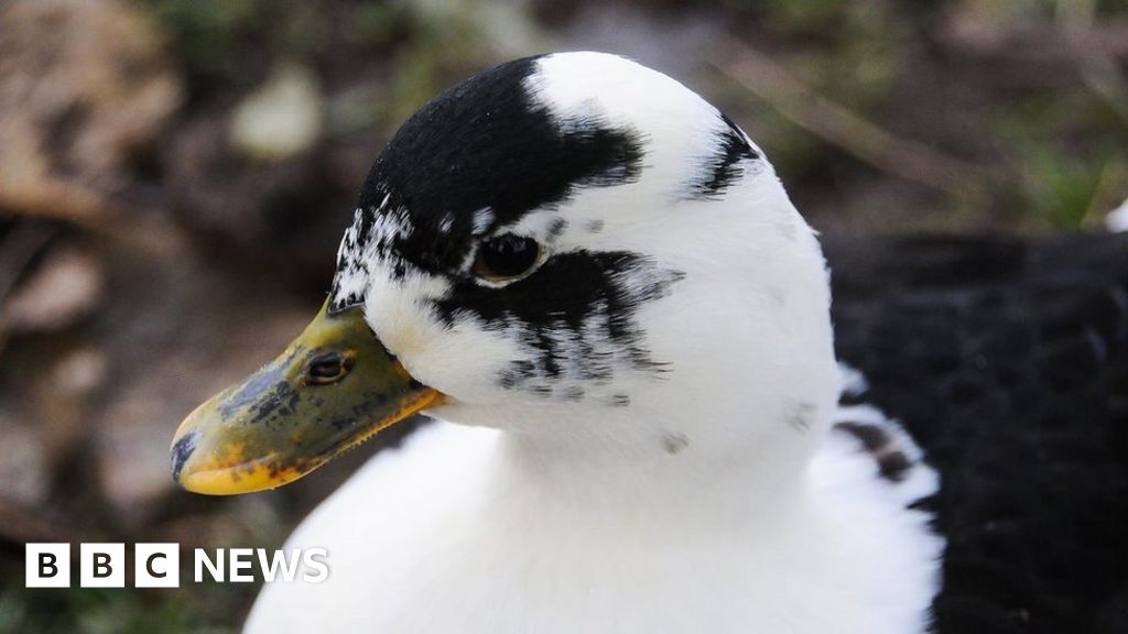 'Extra special' pet duck culled after avian flu outbreak