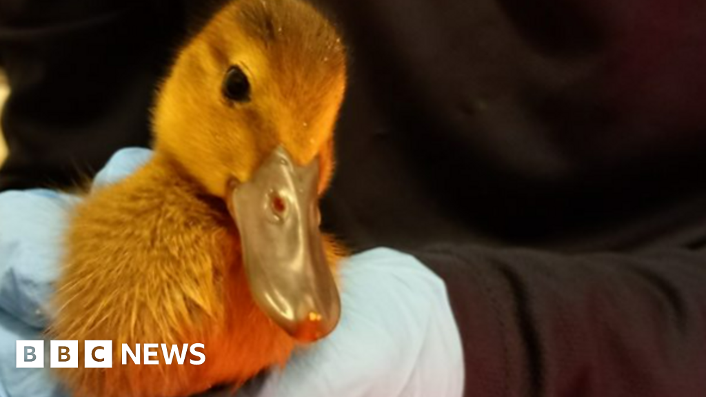 Nature: Meet the endangered ducklings born in London - BBC News