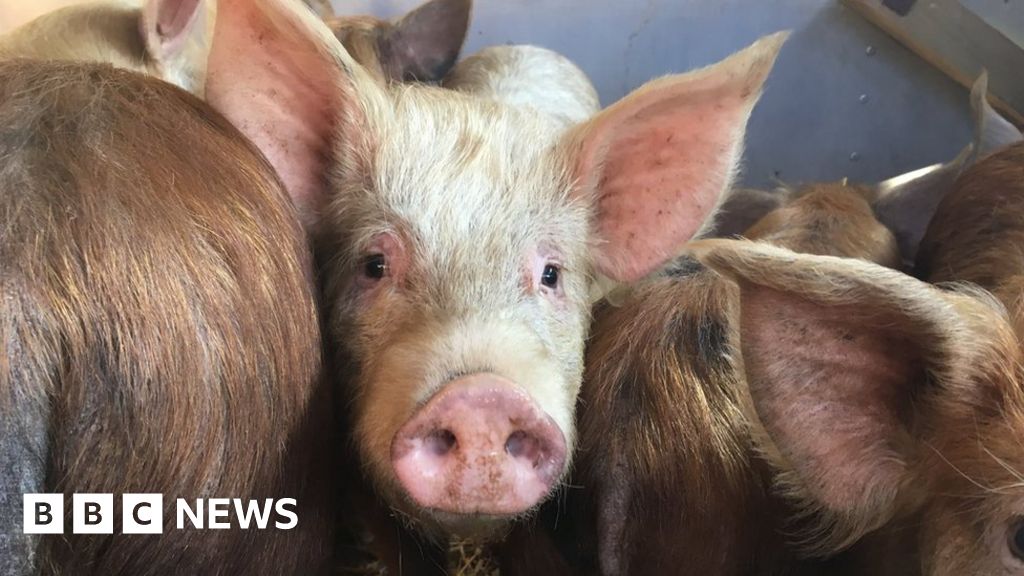 Cambridgeshire undercover 'farmer' saves 15 pigs - BBC News