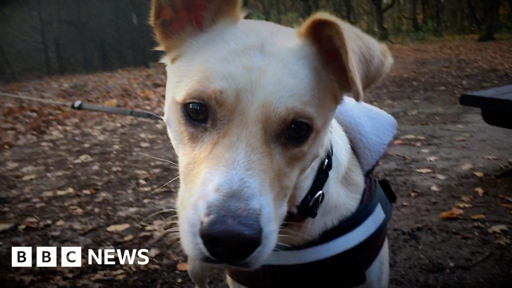 Hurricane Irma storm dog taken to UK by aid mission PC - BBC News