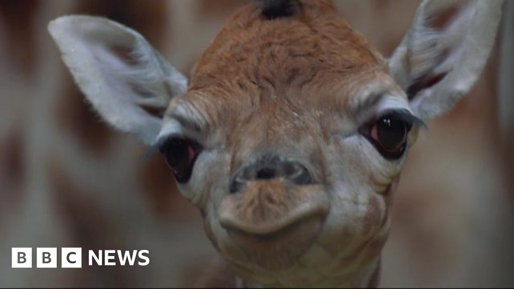 Rare giraffe born on Boxing Day - BBC News