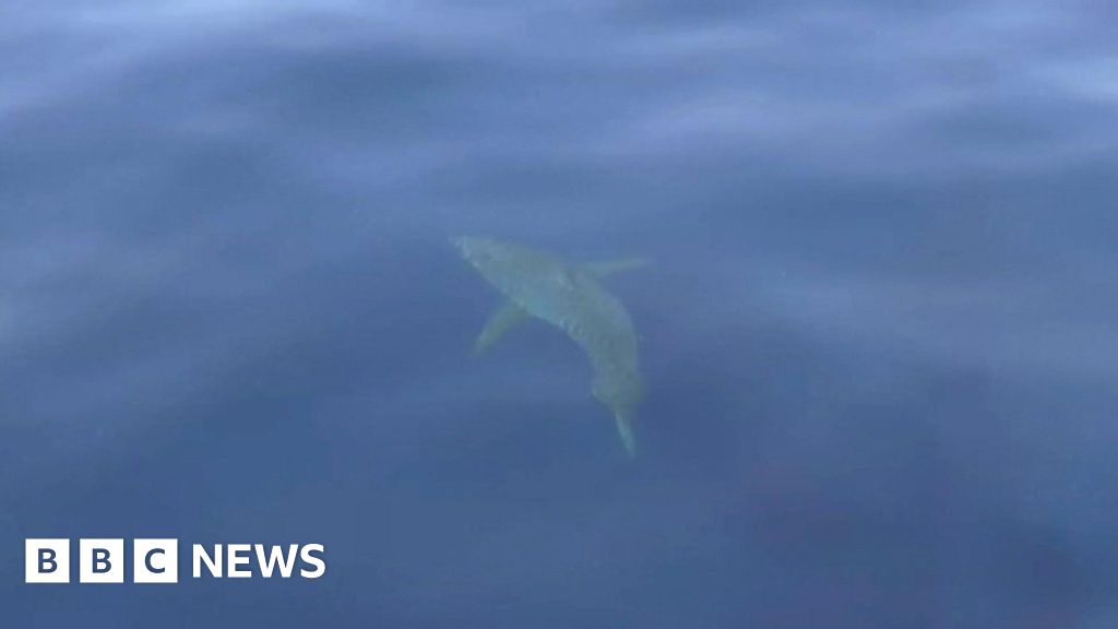 Great white shark seen off Majorca coast for first time in 40 years ...