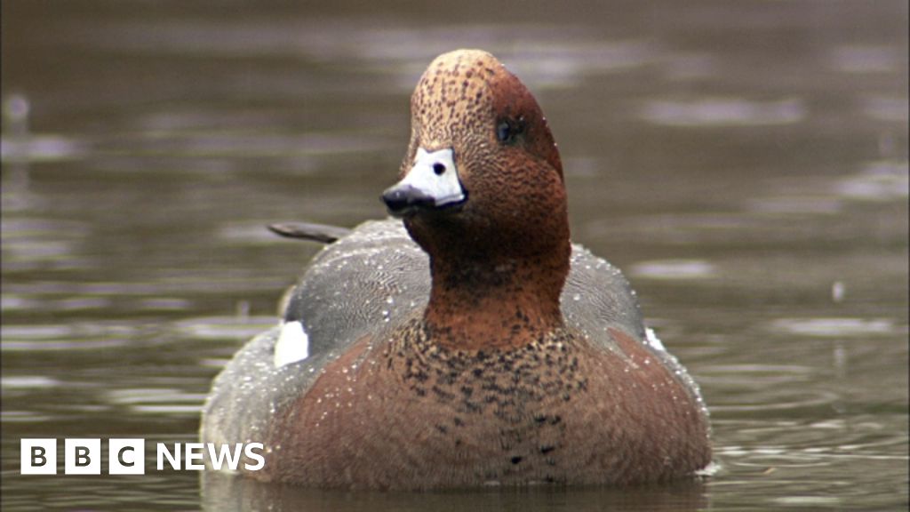 Bird flu alert as duck in Llanelli found to be infected - BBC News