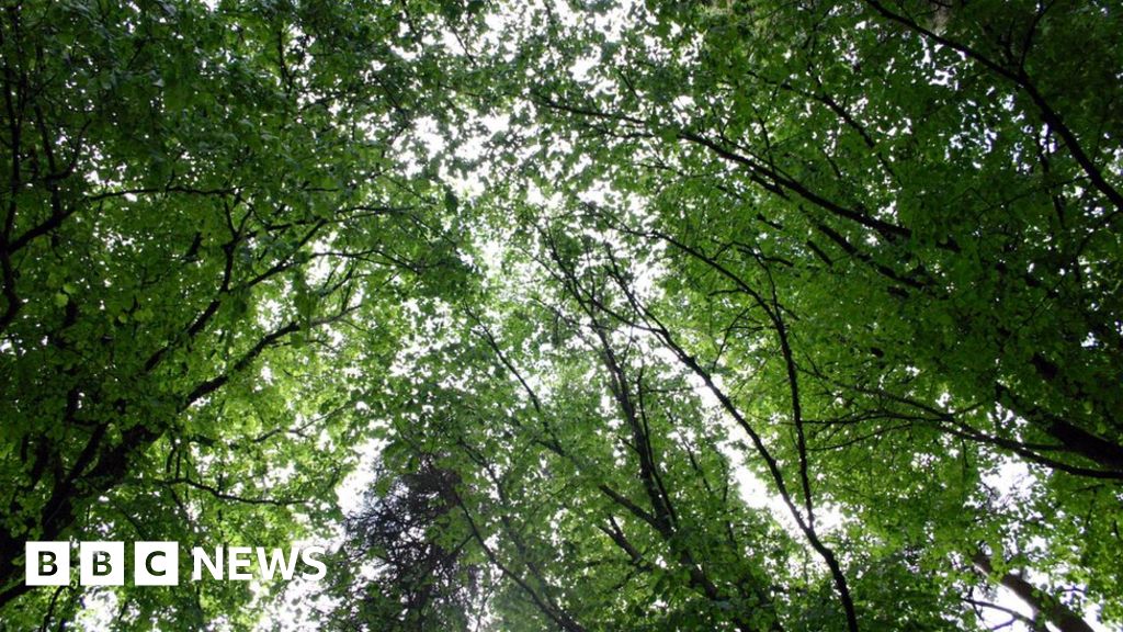 National Trust to plant 125,000 trees in Northern Ireland - BBC News