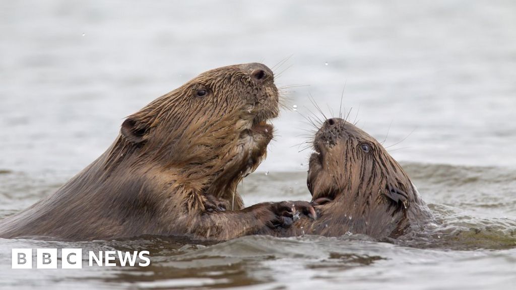Beavers return to Essex after 400 years to stop floods