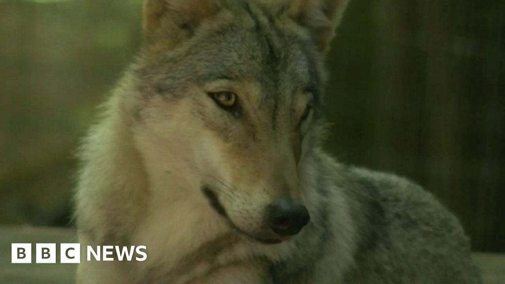 Devon's wolf cub pack project takes a step forward - BBC News