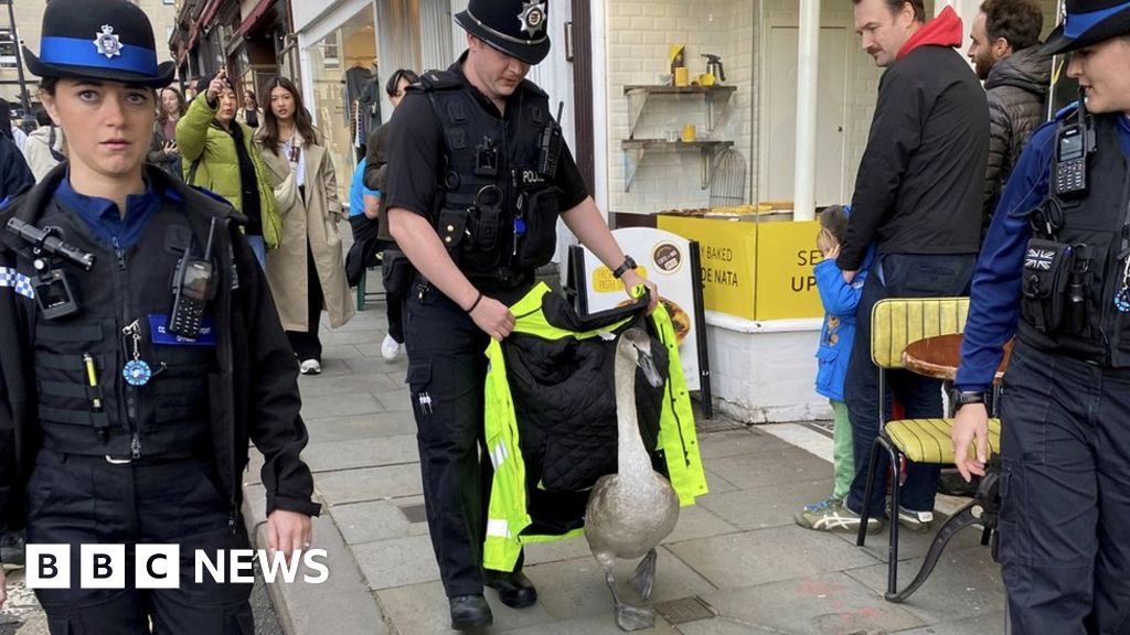 Bath police escort swan in Hot Fuzz-style incident - BBC News