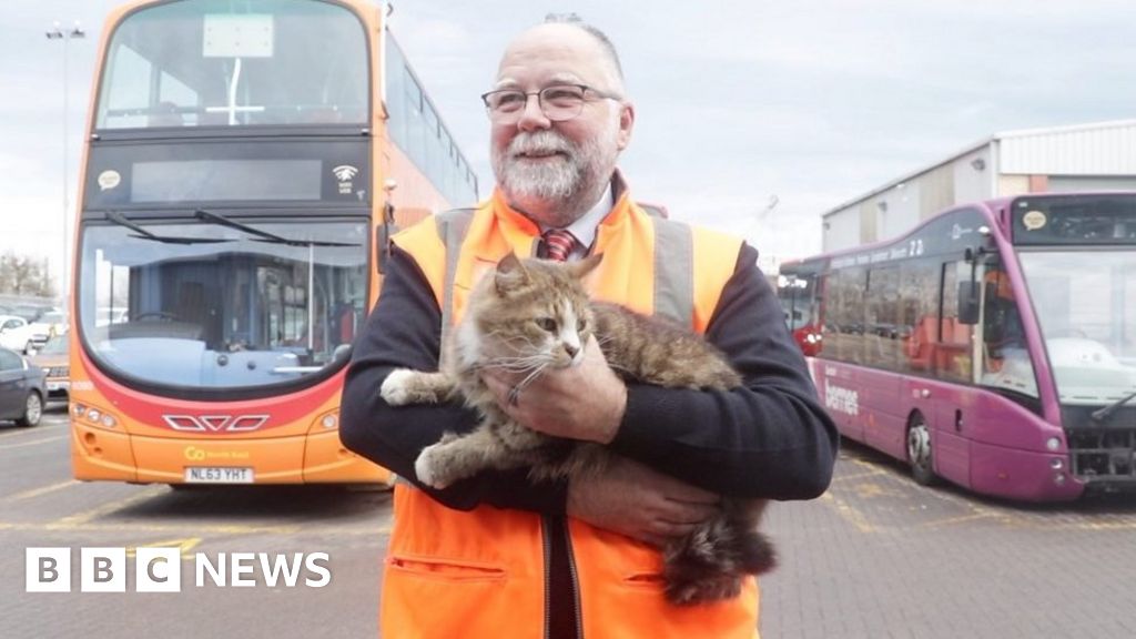 Dave the cat living at Sunderland bus depot - BBC News