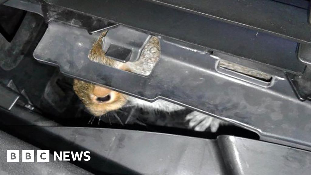 Squirrel cheats death by jumping into car engine - BBC News