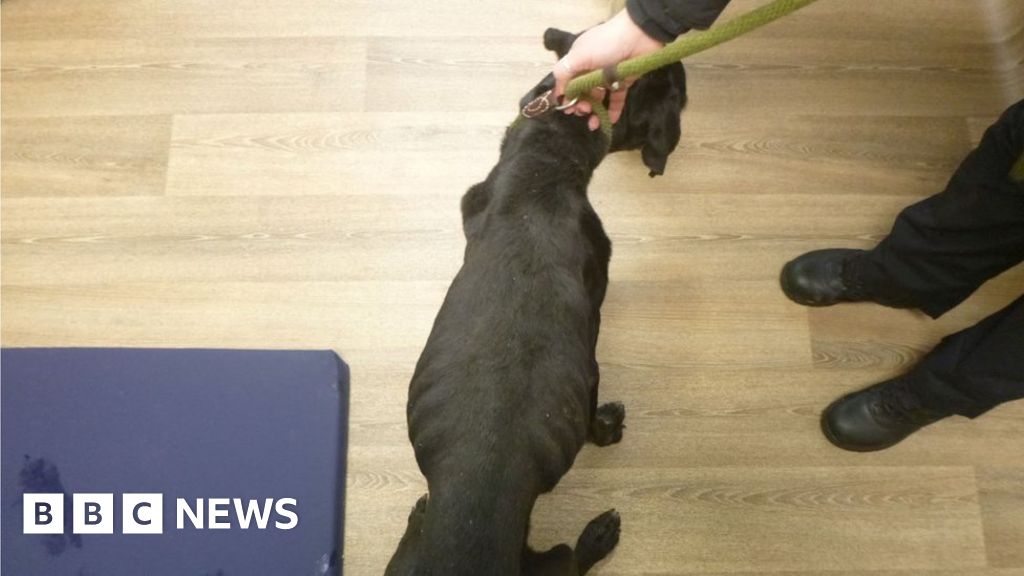 Dursley couple who kept emaciated dog given pet ban - BBC News