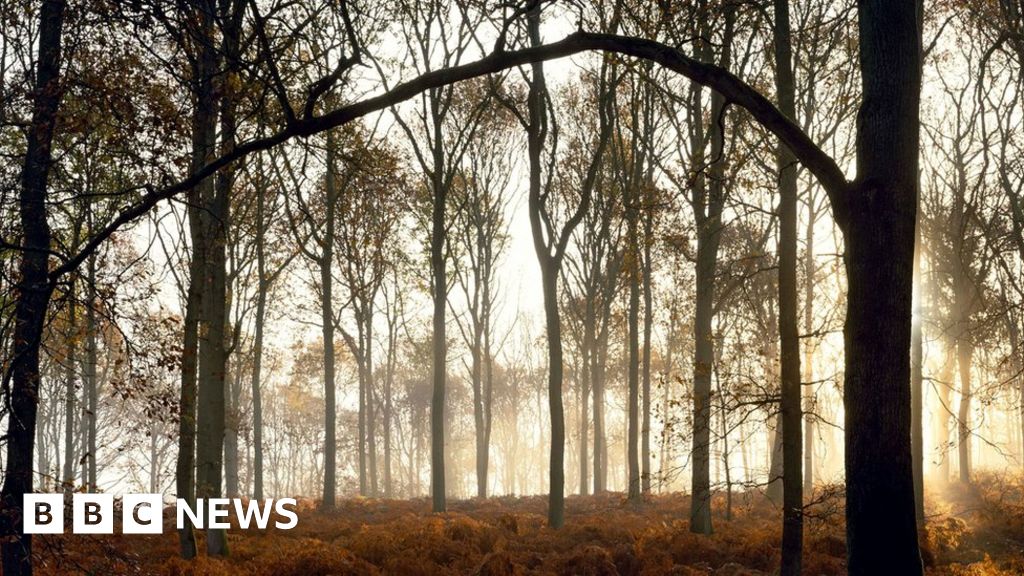 Paying tribute to the nation's forests