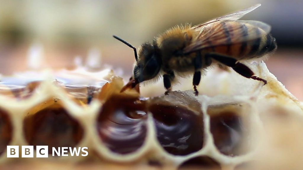 Bee crisis: EU court backs near-total neonicotinoids ban - BBC News