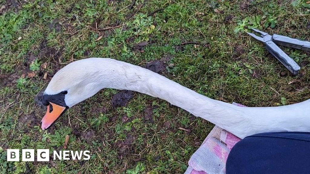 Warning after swan injured by discarded fishing hook - BBC News