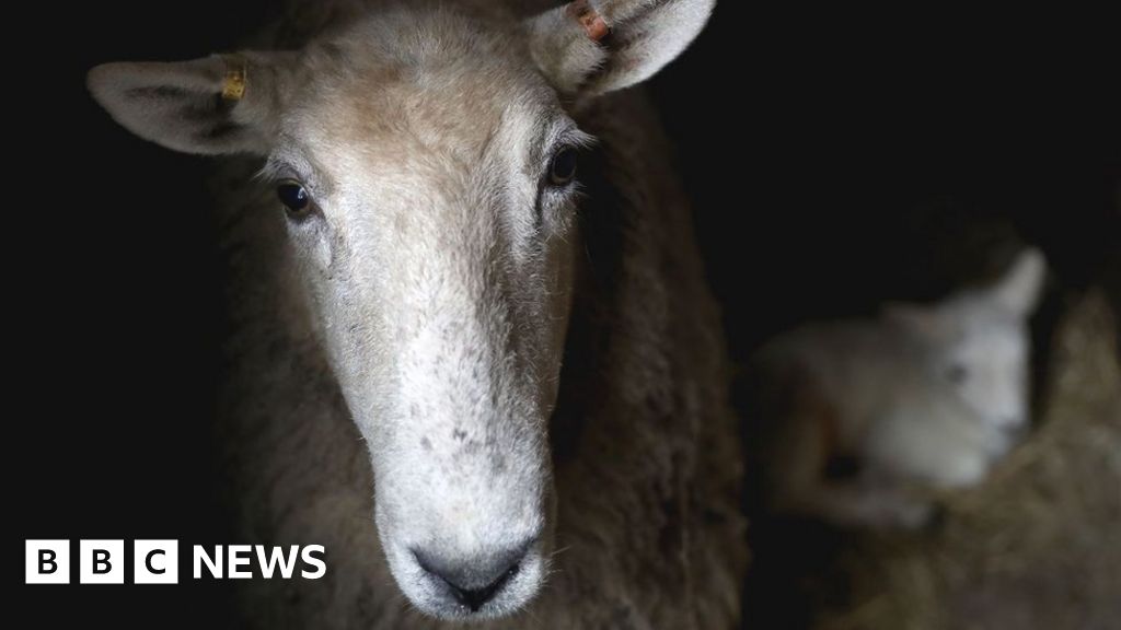 Dog attacks on livestock 'devastate' farmers - BBC News