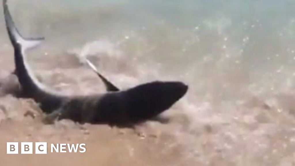 Blue shark spotted on holiday resort in Majorca - BBC News