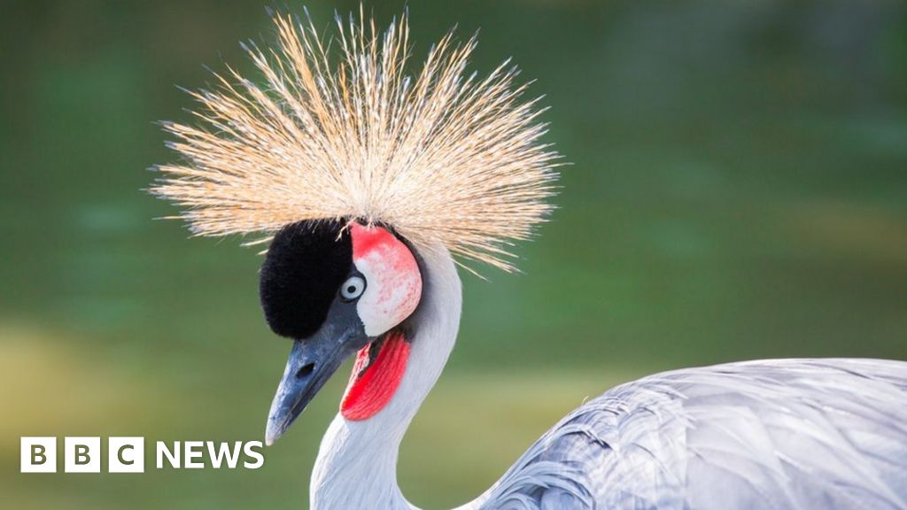 Harewood House bird garden set to close