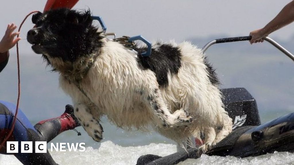 Whizz the dog gets posthumous award for lifesaving work - BBC News