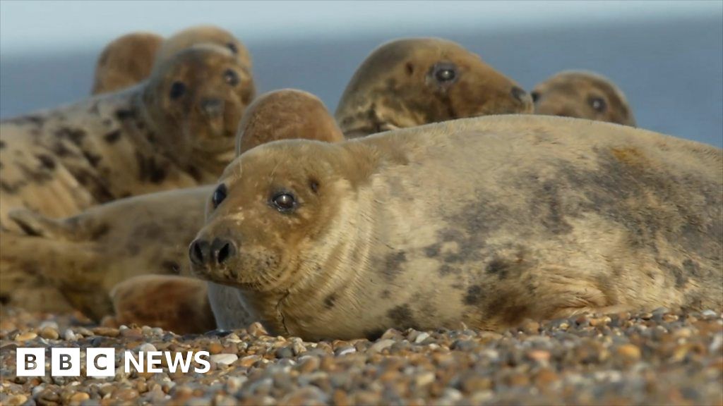 Suffolk seal colony a 'real success story' - BBC News