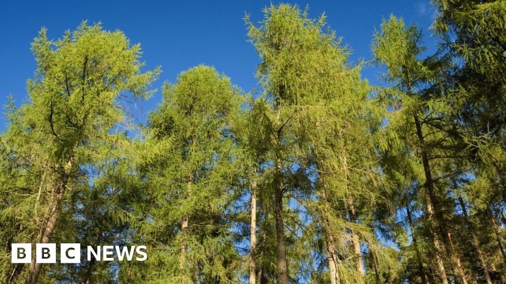 All larch trees to be felled in southern Scotland forests