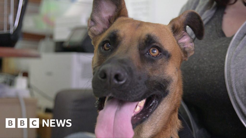 What happened after the pandemic puppy boom