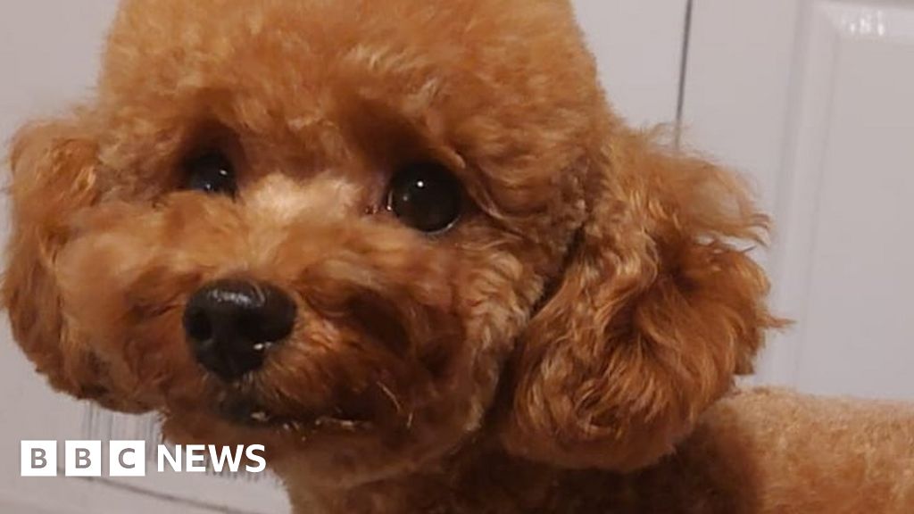 Dog owner heartbroken after much-loved pet hit by scrambler bike